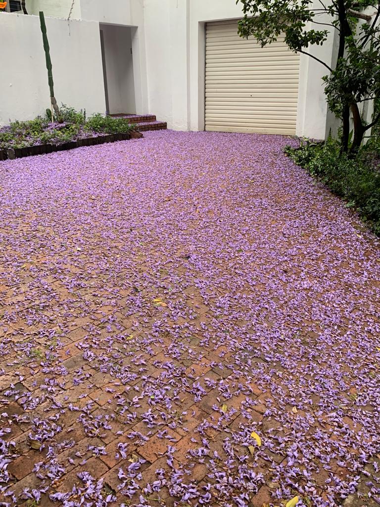 THE PURPLE HAZE OF PRETORIA’S JACARANDAS CREATES THE PERFECT PICTURE OF ...