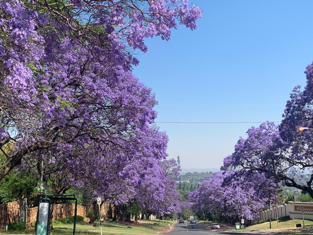 THE PURPLE HAZE OF PRETORIA’S JACARANDAS CREATES THE PERFECT PICTURE OF ...